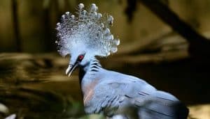 Victoria Crowned Pigeon: Breed Guide – Pigeonpedia