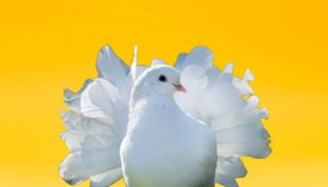 Indian Fantail Pigeon: Breed Guide – Pigeonpedia