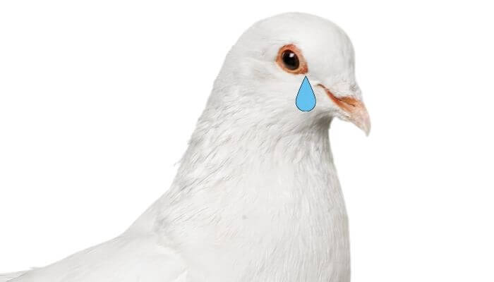 Do Doves Really Cry? – Pigeonpedia