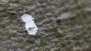 Why Is Pigeon Poop White? – Pigeonpedia