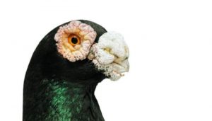 Pictures Of Pigeons and Doves: 26 Different Breeds – Pigeonpedia