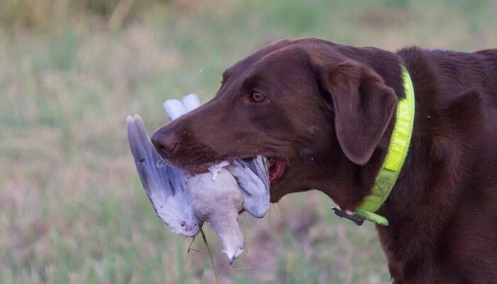 Dove Hunting: Everything You Need To Know – Pigeonpedia