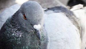 What Is a Pigeon’s Cere & What Is Its Function? – Pigeonpedia