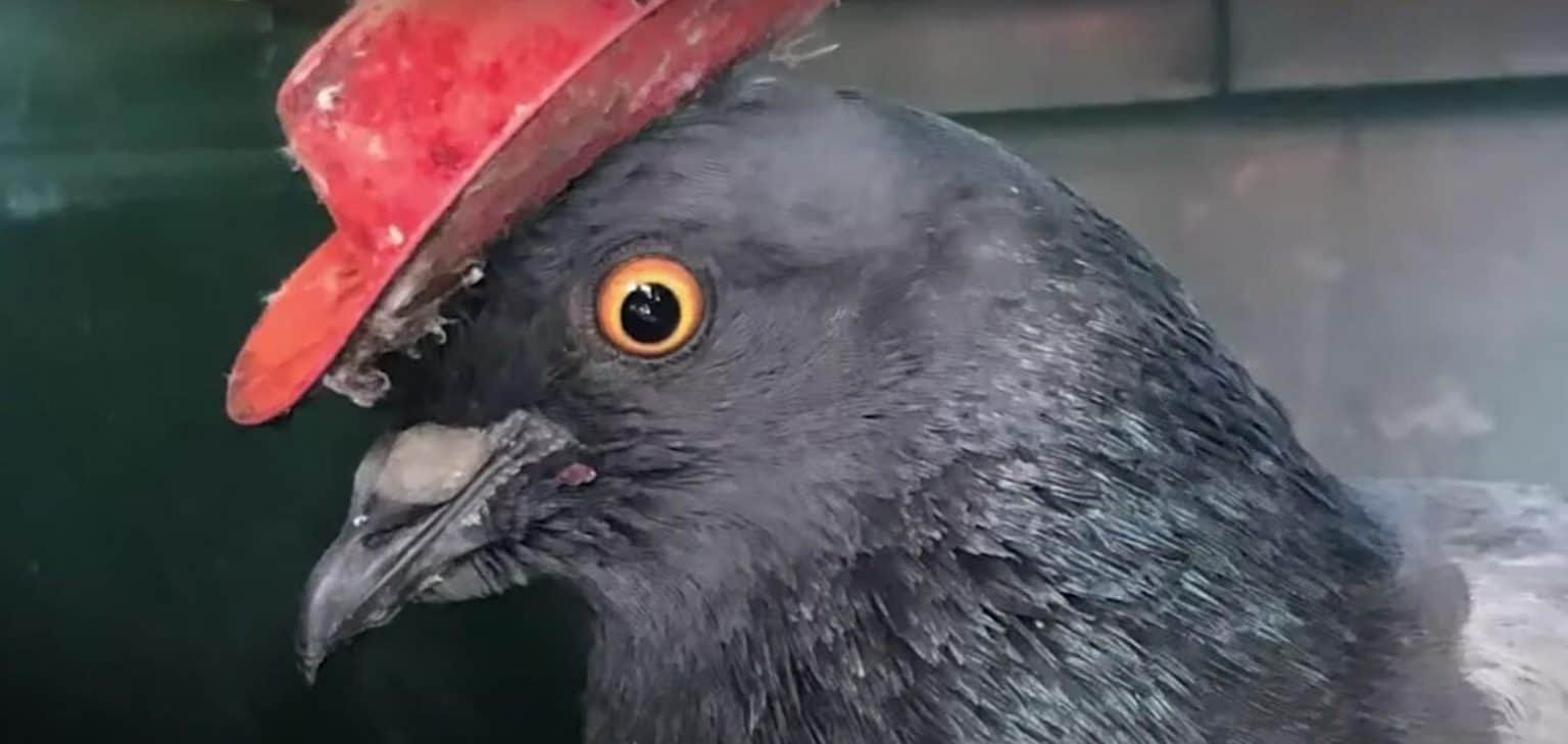 Pigeons With Cowboy Hats – Pigeonpedia