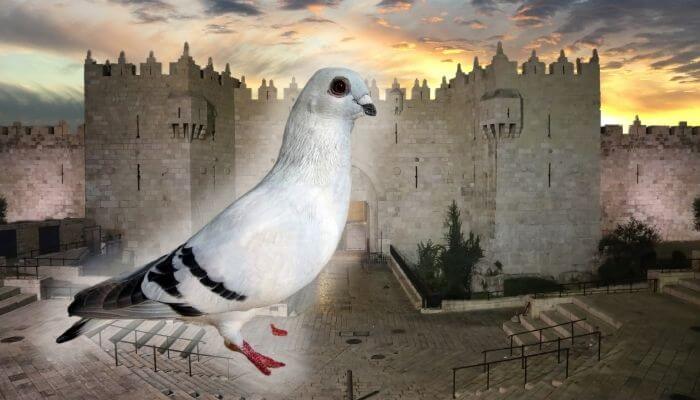 Damascene Pigeon: Breed Guide – Pigeonpedia