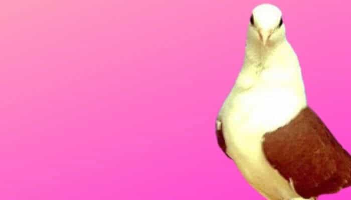 Aachen Lacquer Shield Owl Pigeon: Breed Guide – Pigeonpedia