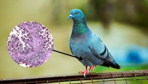 Pigeon Green Poop: Causes & Treatments – Pigeonpedia