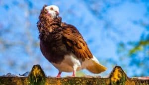 Pictures Of Pigeons and Doves: 26 Different Breeds – Pigeonpedia