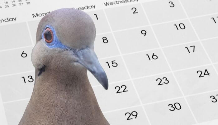 6 Stunning Pigeon Calendars For The Coming Year – Pigeonpedia
