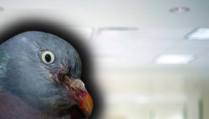 Cinnamon For Racing Pigeons – Pigeonpedia