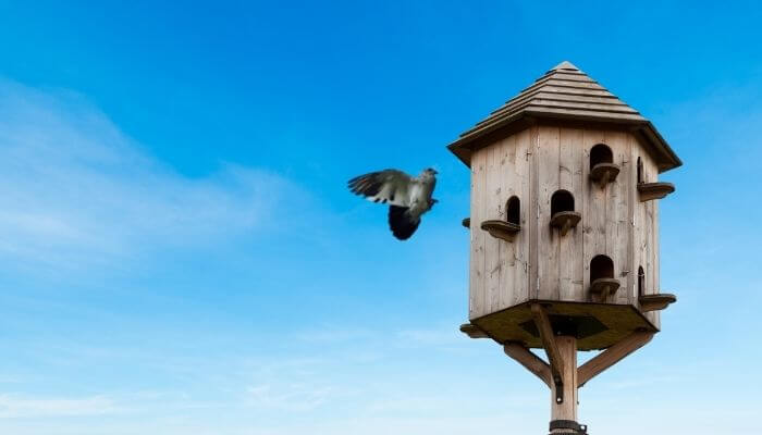 Free Dovecote Plans – Build Your Own Dove House – Pigeonpedia