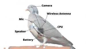 The Robot Pigeon: What and Why? – Pigeonpedia