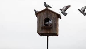 What is a Dovecote? – Pigeonpedia