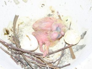 Pigeon Age Chart: Easily Calculate A Baby Pigeon’s Age – Pigeonpedia