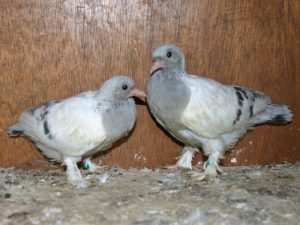 Pigeon Age Chart: Easily Calculate A Baby Pigeon’s Age – Pigeonpedia