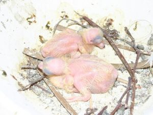 Pigeon Age Chart: Easily Calculate A Baby Pigeon’s Age – Pigeonpedia