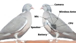 Are Pigeons Real? – Pigeonpedia