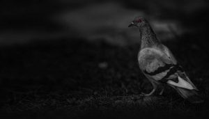 Can Pigeons See in the Dark? – Pigeonpedia