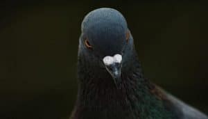 Can Pigeons See in the Dark? – Pigeonpedia