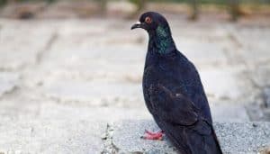Black Imperial Pigeon: Breed Guide – Pigeonpedia