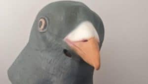 Pigeon Masks: 3 Best Buys To Become One Of The Japanese Bird People ...