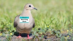 Why Are They Called Mourning Doves? – Pigeonpedia
