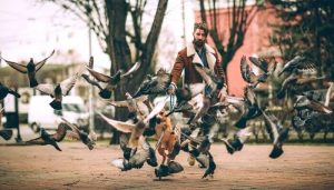 7 Signs Of Stress In Pigeons – Pigeonpedia