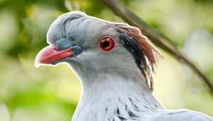Topknot Pigeon: Breed Guide – Pigeonpedia