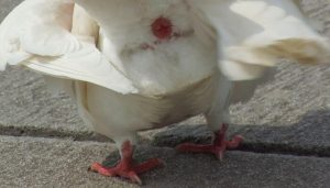 Do Pigeons Pee? – Pigeonpedia