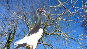 English Magpie Pigeon: Breed Guide – Pigeonpedia
