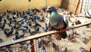 Racing Pigeons Feeding Systems Explained – Pigeonpedia