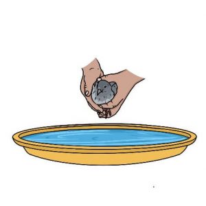 How To Bathe a Pigeon in 7 Easy Steps – Pigeonpedia
