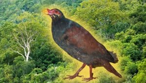 Tooth-billed Pigeon: Breed Guide – Pigeonpedia
