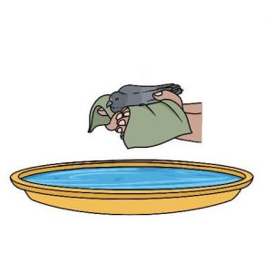 How To Bathe a Pigeon in 7 Easy Steps – Pigeonpedia