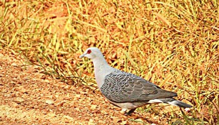 Afep Pigeon: Breed Guide – Pigeonpedia