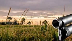 The Best Chokes for Dove Hunting – Pigeonpedia