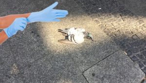 How To Dispose Of A Dead Pigeon: 6 Tips – Pigeonpedia
