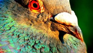 Why Do Pigeons Have Iridescent Feathers? – Pigeonpedia