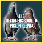A Pigeon’s Beak: All You Need To Know + Common Problems – Pigeonpedia