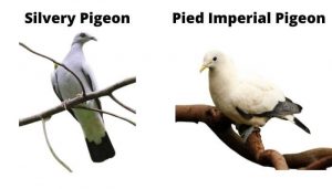 Silvery Pigeon: Breed Guide – Pigeonpedia