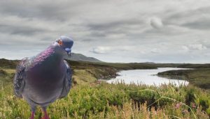 Origin Of The Species: Wild Rock Doves Discovered – Pigeonpedia