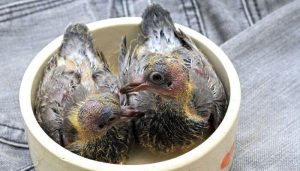 How to Take Care of a Baby Pigeon Properly – Pigeonpedia
