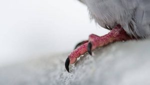 How to Sex a Pigeon: Everything You Need To Know – Pigeonpedia