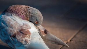 Preening Explained – Pigeonpedia