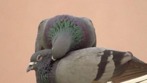 Preening Explained – Pigeonpedia