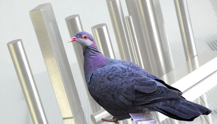 Breed Guide: Metallic Pigeon – Pigeonpedia