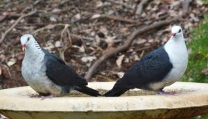White-Headed Pigeon: Breed Guide – Pigeonpedia