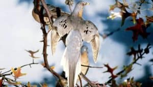 The Passenger Pigeon: Breed Guide – Pigeonpedia