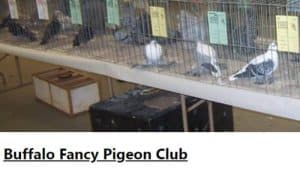 9 Places to Buy Pigeons in New York – Pigeonpedia