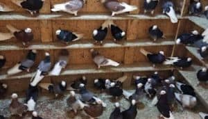 9 Places to Buy Pigeons in New York – Pigeonpedia